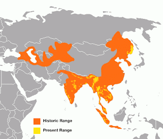 The Art of Animal Conservation: Talk about Tigers